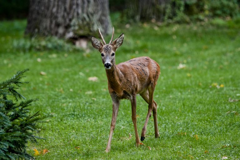 Park natoliński i przyroda - Centrum Europejskie Natolin